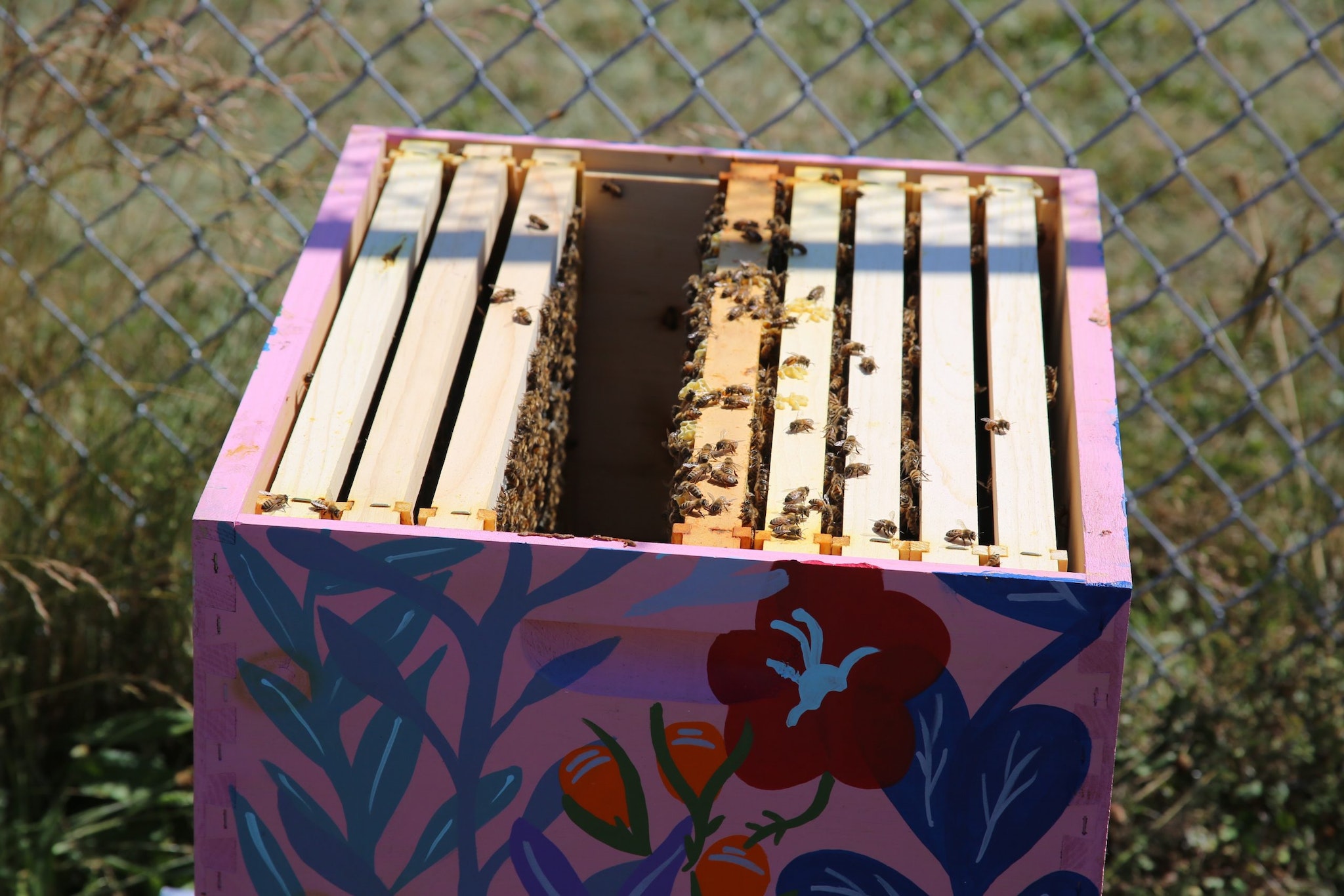 The Buzz About Bees: It’s a Sticky Situation | Amanda Baltazar